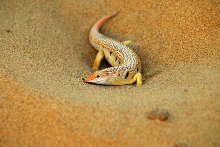 Sandfish Skink Care Guide: Is This Desert Dweller the Right Pet for You ...