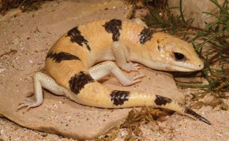 Peter’s Banded Skink Review: A Unique & Low-Maintenance Lizard - Pet ...
