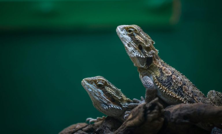 Captive-Bred vs. Captive-Hatched vs. Wild-Caught Reptiles: Which is the ...