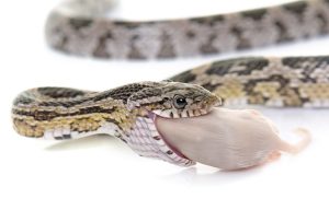 How to Feed a Snake: A Complete Guide to Safe and Stress-Free Feeding ...