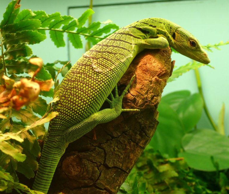 Green Tree Monitor Care Guide: Everything You Need to Know About Owning ...