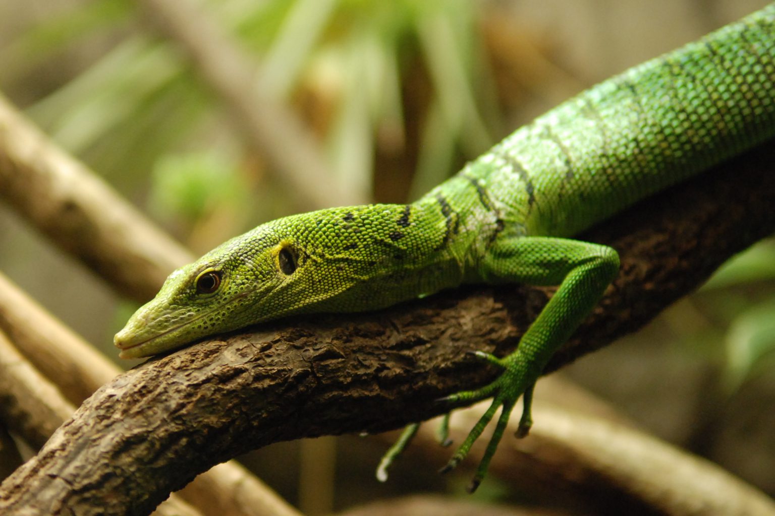 Green Tree Monitor Care Guide: Everything You Need to Know About Owning ...
