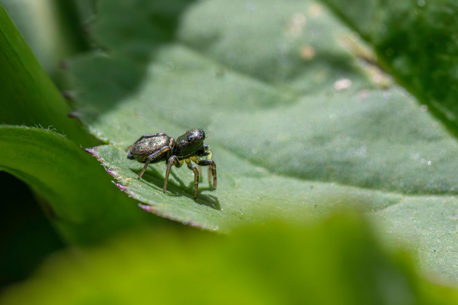 Jumping Spider Care Guide: The Ultimate Pet for Beginners and Arachnid ...