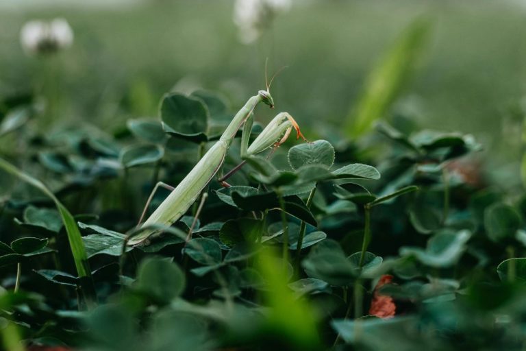 Praying Mantis Pet Care: A Beginner’s Guide to Raising This Unique ...