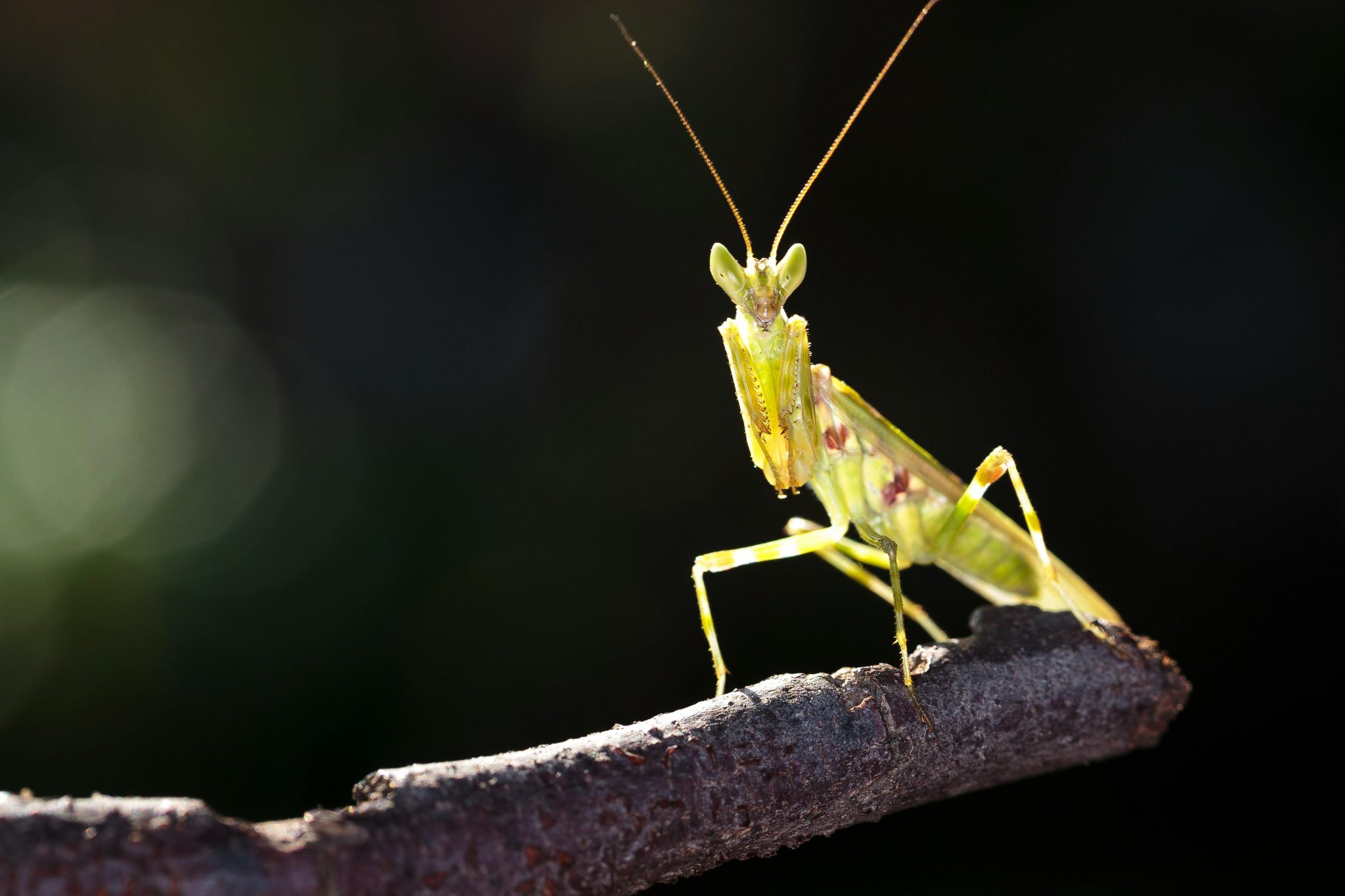 Praying Mantis Pet Care: A Beginner’s Guide to Raising This Unique ...