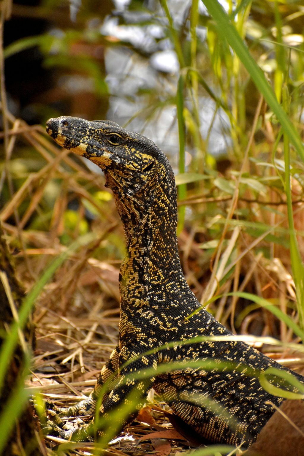 Asian Water Monitor Care Guide: Everything You Need to Know About ...