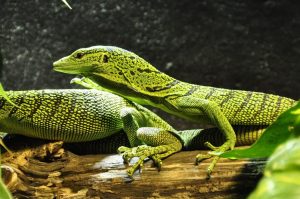 Green Tree Monitor Care Guide: Everything You Need to Know About Owning ...