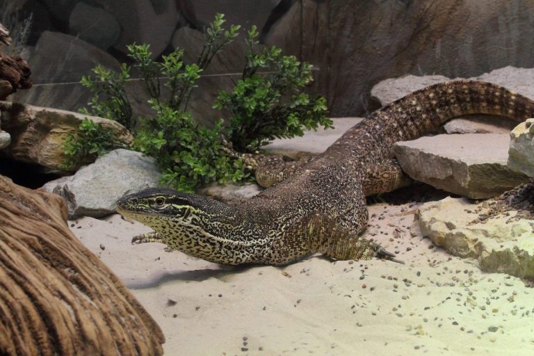 Argus Monitor Care Guide: Are These Intelligent Giant Lizards Right for ...