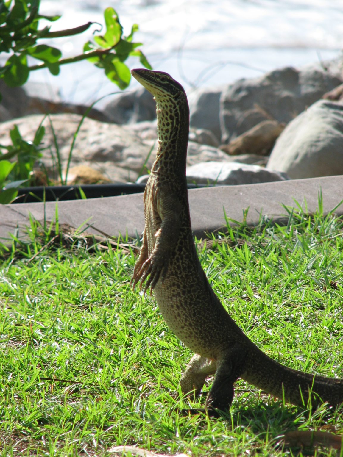 Argus Monitor Care Guide: Are These Intelligent Giant Lizards Right for ...
