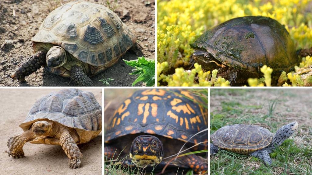 Top 5 Unique Turtles for Pet Lovers - Pet Critique