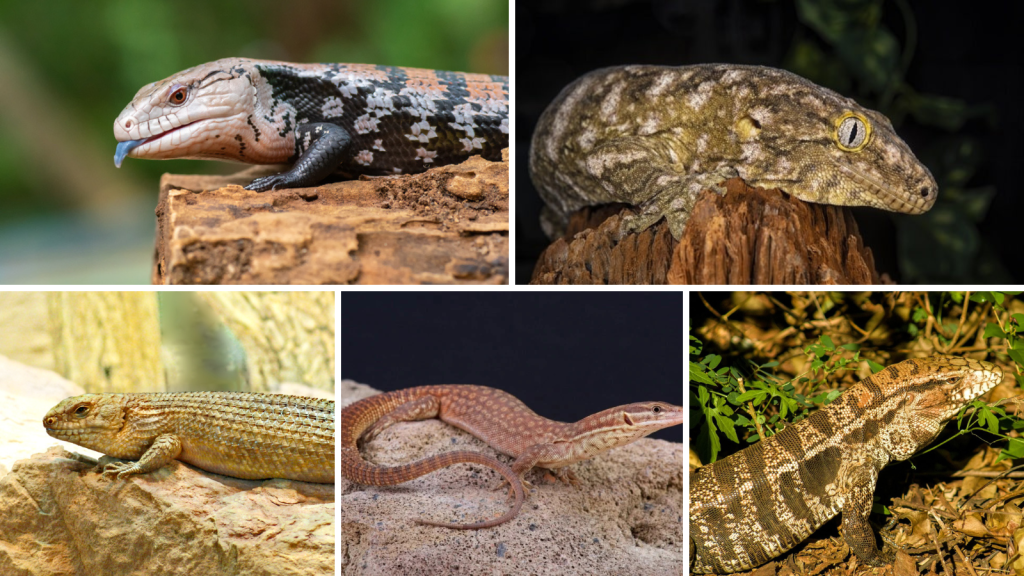 Top 5 Unique Lizards for Pet Lovers - Pet Critique