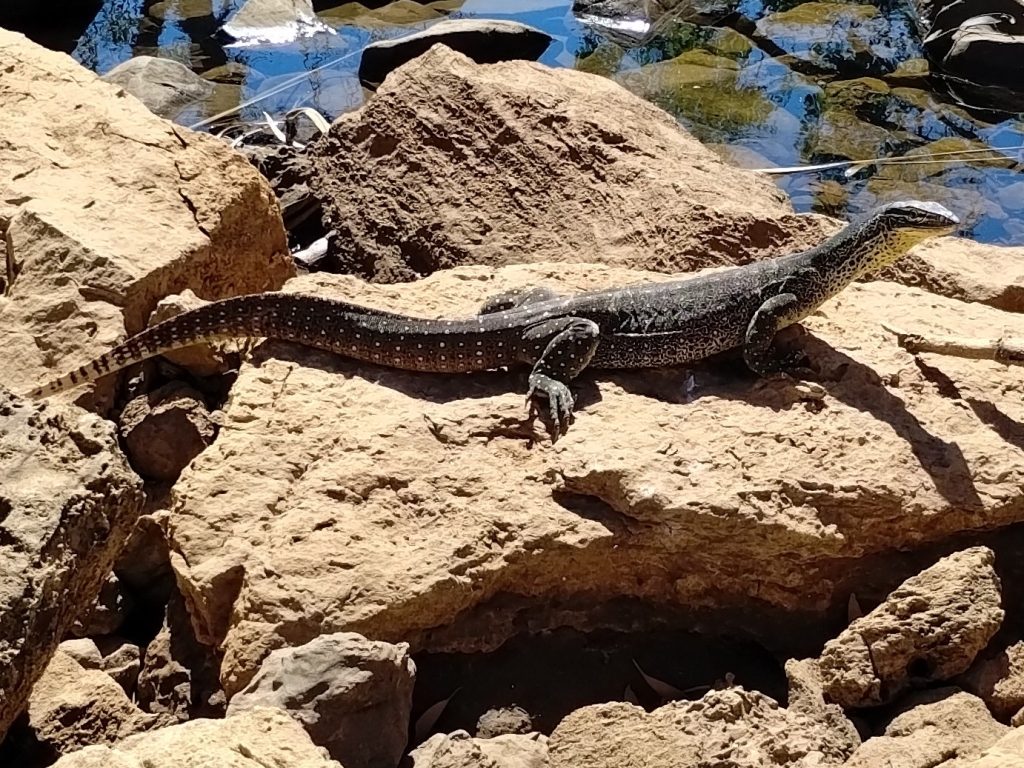 Argus Monitor Care Guide: Are These Intelligent Giant Lizards Right for ...