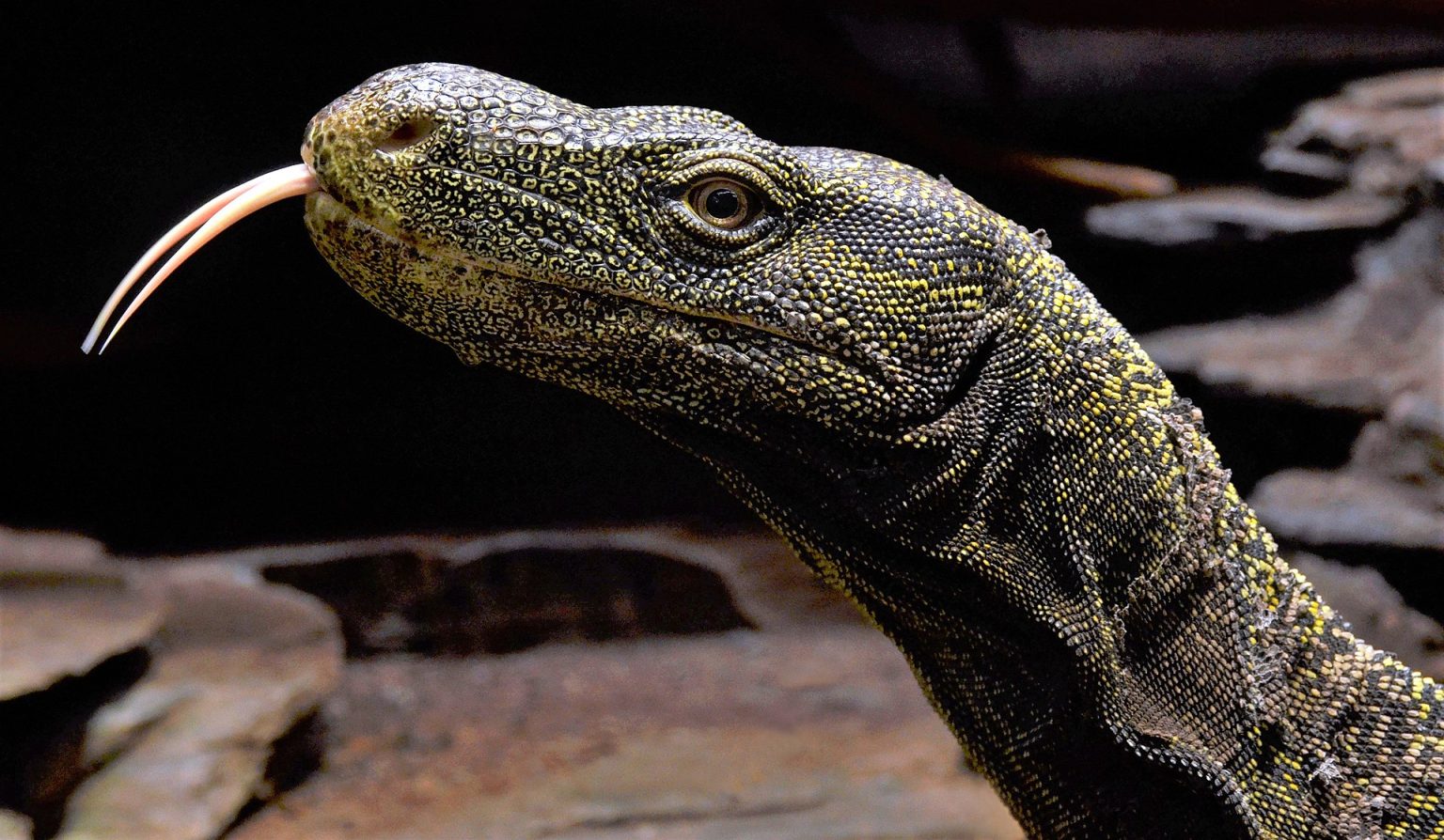Argus Monitor Care Guide: Are These Intelligent Giant Lizards Right for ...