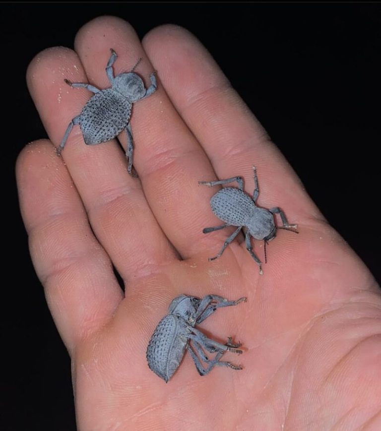 Blue Death-Feigning Beetle Care: The Ultimate Pet Guide - Pet Critique