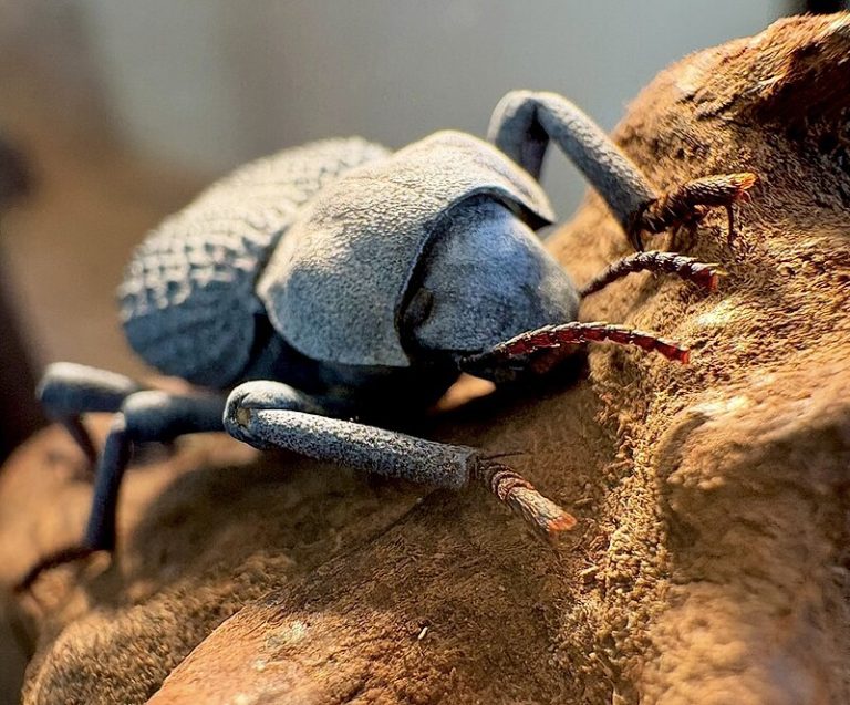 Blue Death-Feigning Beetle Care: The Ultimate Pet Guide - Pet Critique