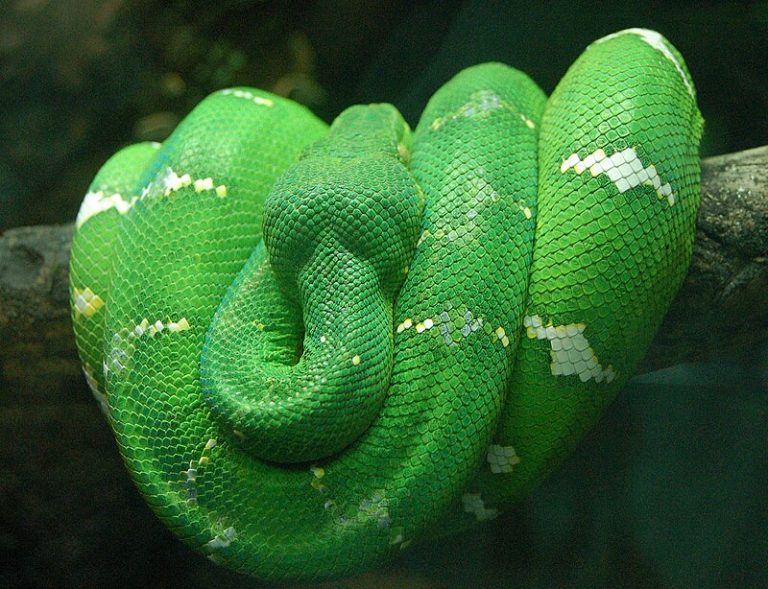 Emerald Tree Boa Care Guide: Housing, Diet, Handling & More - Pet Critique