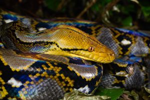 Reticulated Python Care Guide: Everything You Need to Know Before ...