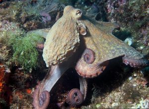 Octopus as a Pet: Ultimate Care Guide, Tank Setup & Costs - Pet Critique