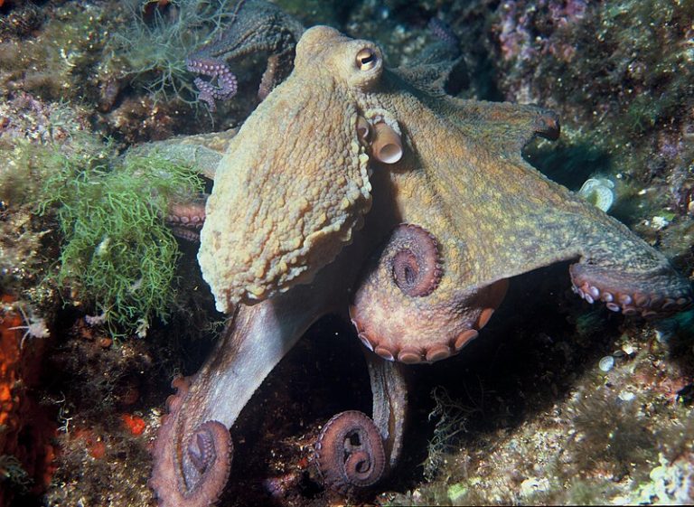 Octopus as a Pet: Ultimate Care Guide, Tank Setup & Costs - Pet Critique