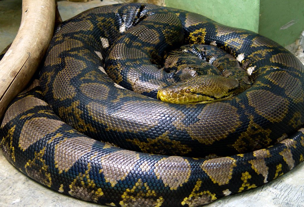 Reticulated Python Care Guide: Everything You Need to Know Before ...