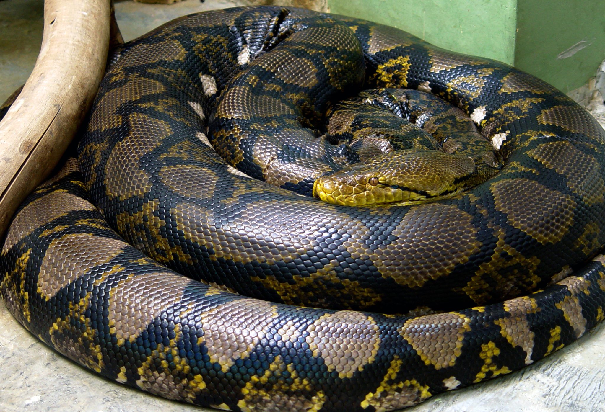 Reticulated Python Care Guide: Everything You Need to Know Before Owning One - Pet Critique