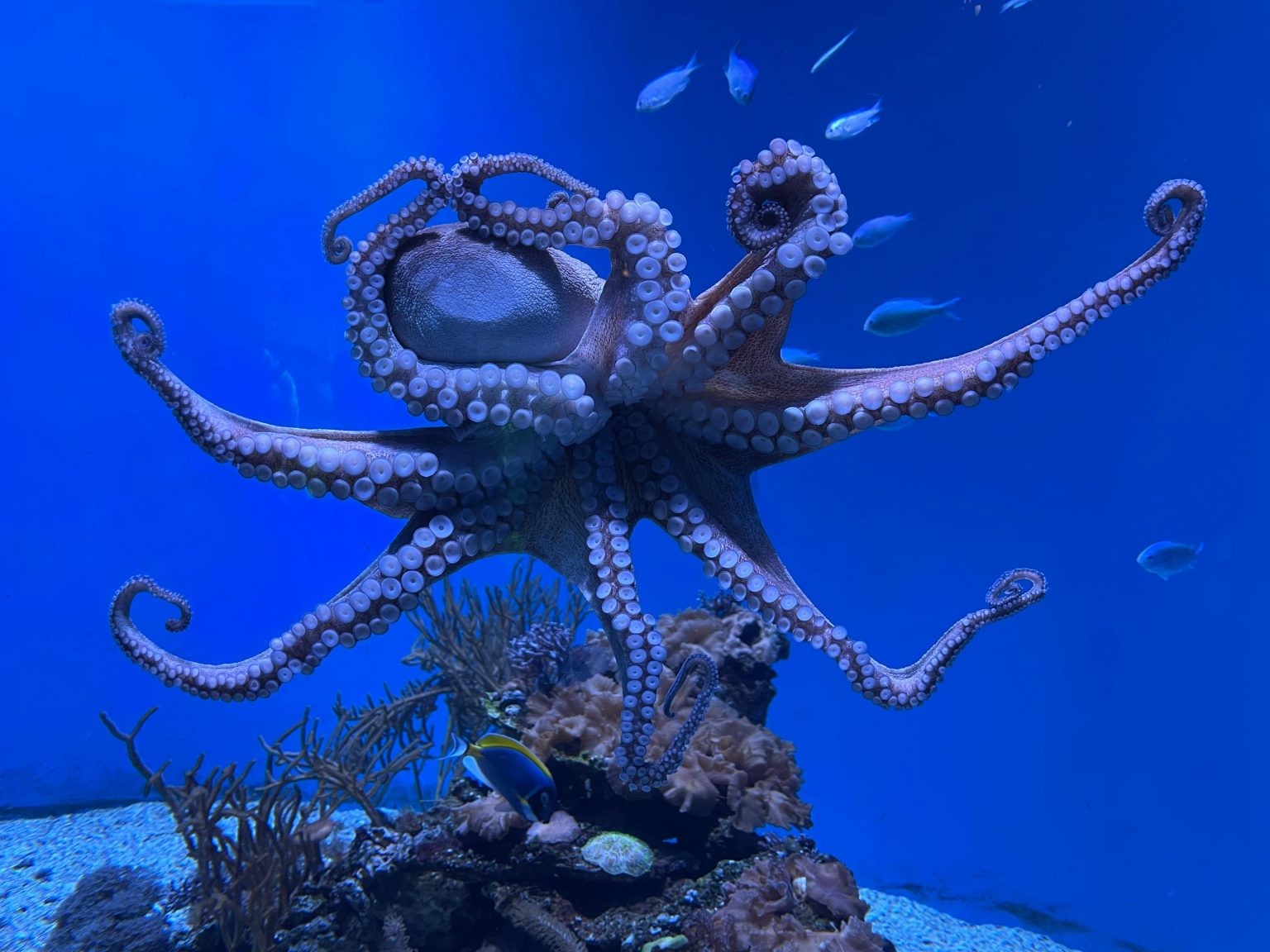 Octopus as a Pet: Ultimate Care Guide, Tank Setup & Costs - Pet Critique