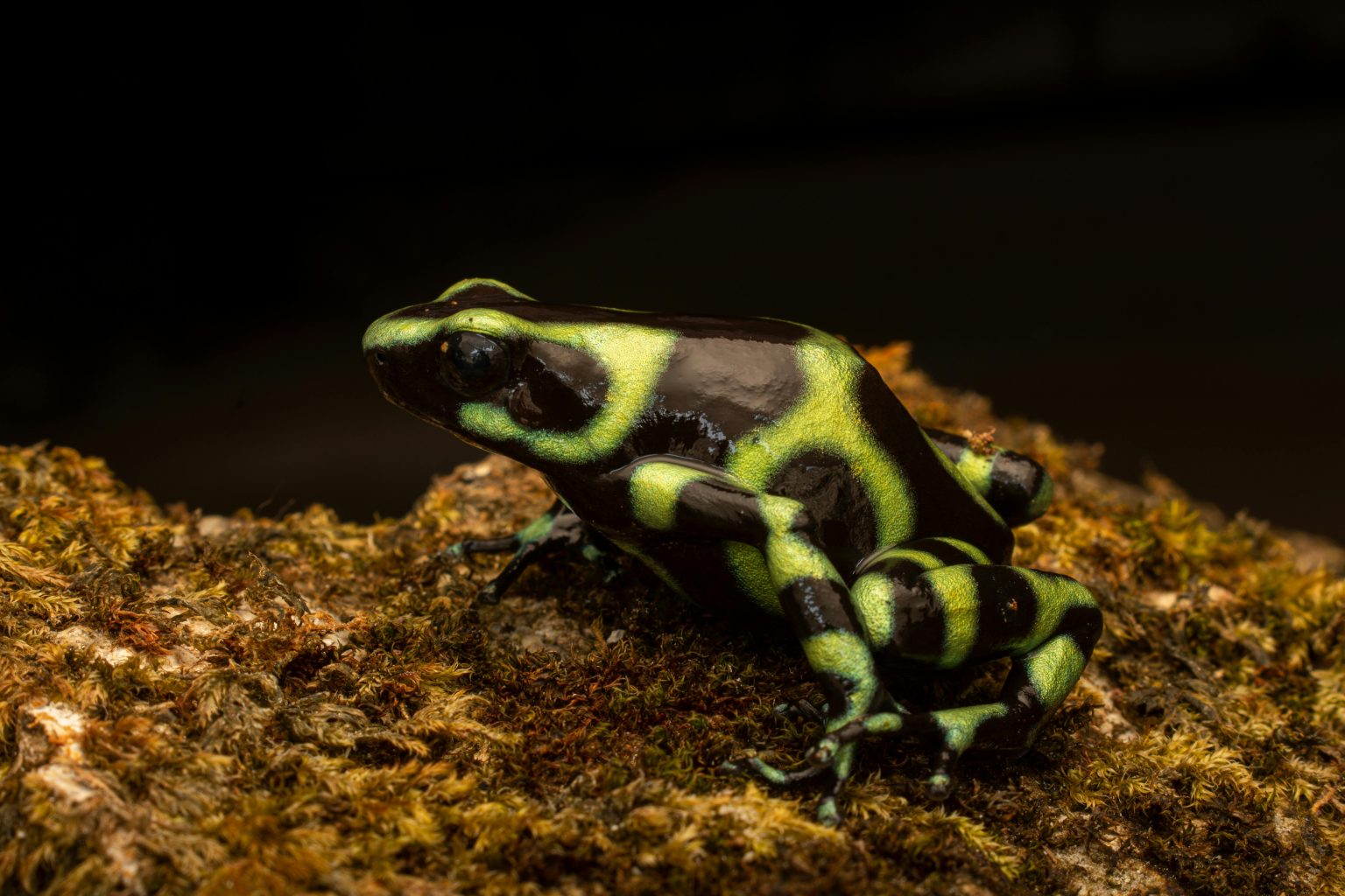 Poison Dart Frog Care Guide: Are These Colorful Amphibians Right for ...