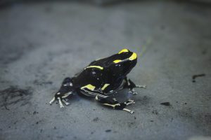 Poison Dart Frog Care Guide: Are These Colorful Amphibians Right for ...