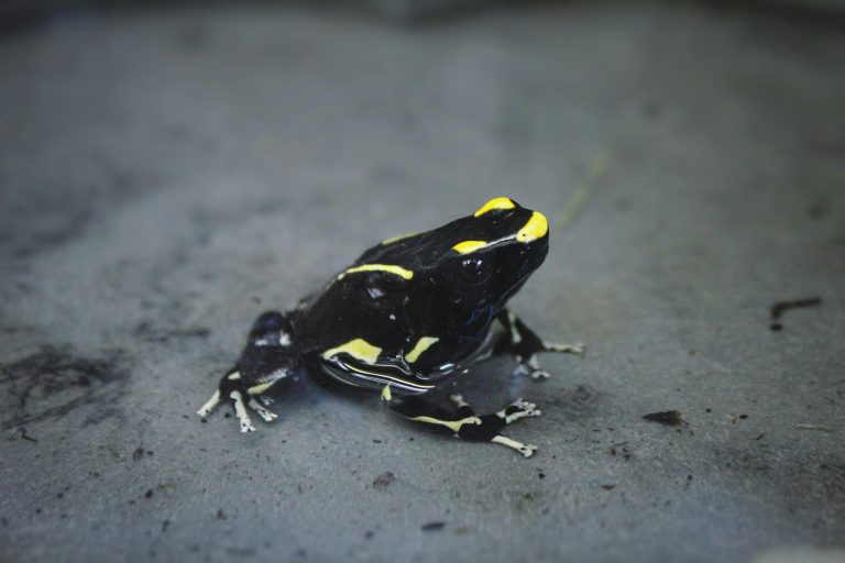 Poison Dart Frog Care Guide: Are These Colorful Amphibians Right for ...