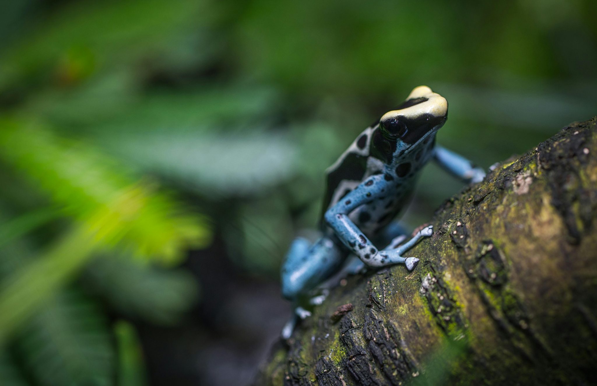 Poison Dart Frog Care Guide: Are These Colorful Amphibians Right for ...