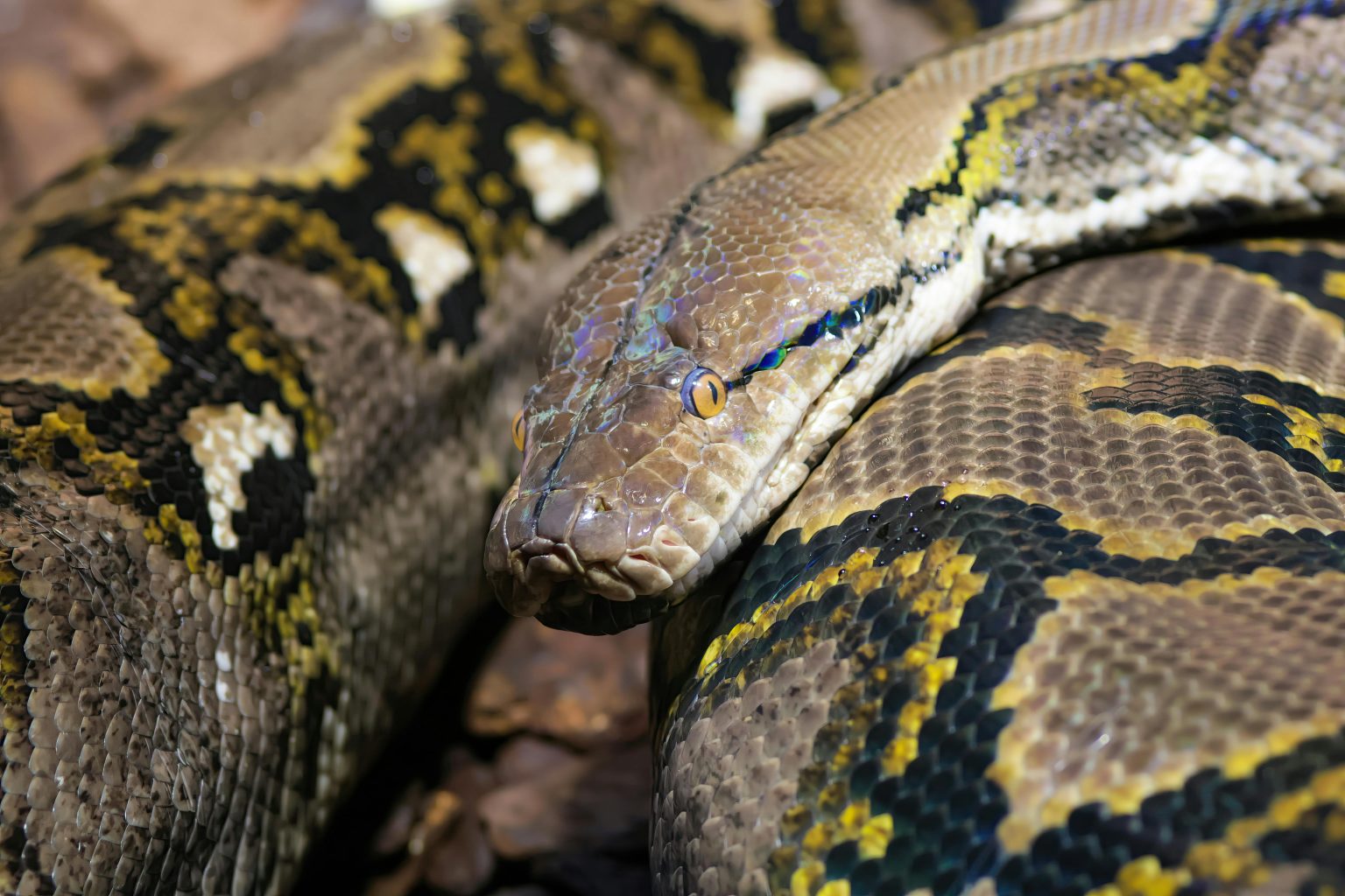Reticulated Python Care Guide: Everything You Need to Know Before ...