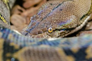 Reticulated Python Care Guide: Everything You Need to Know Before ...