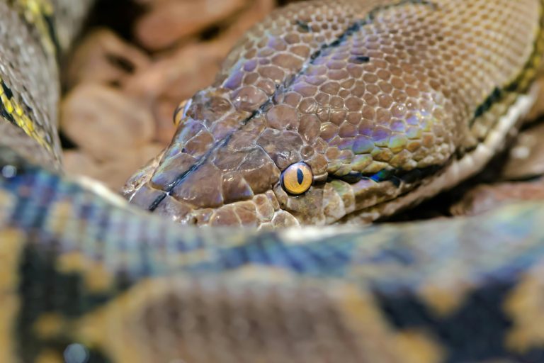 Reticulated Python Care Guide: Everything You Need to Know Before ...