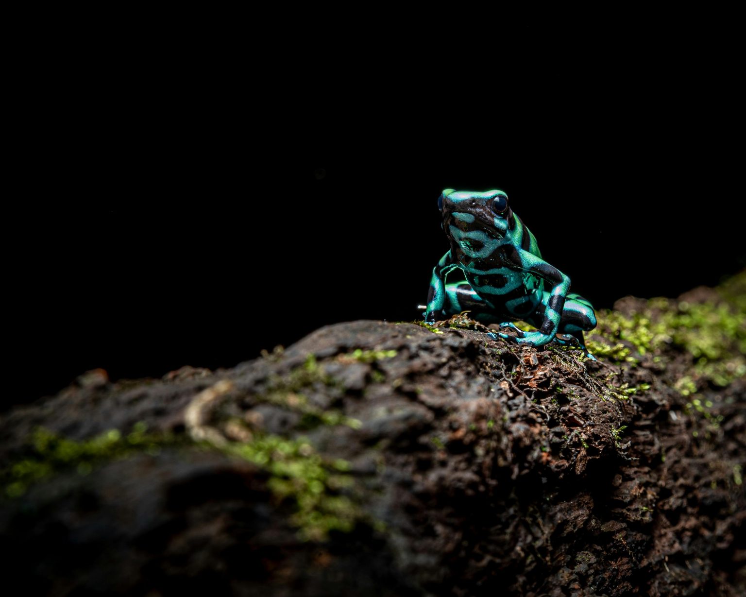 Poison Dart Frog Care Guide: Are These Colorful Amphibians Right for ...