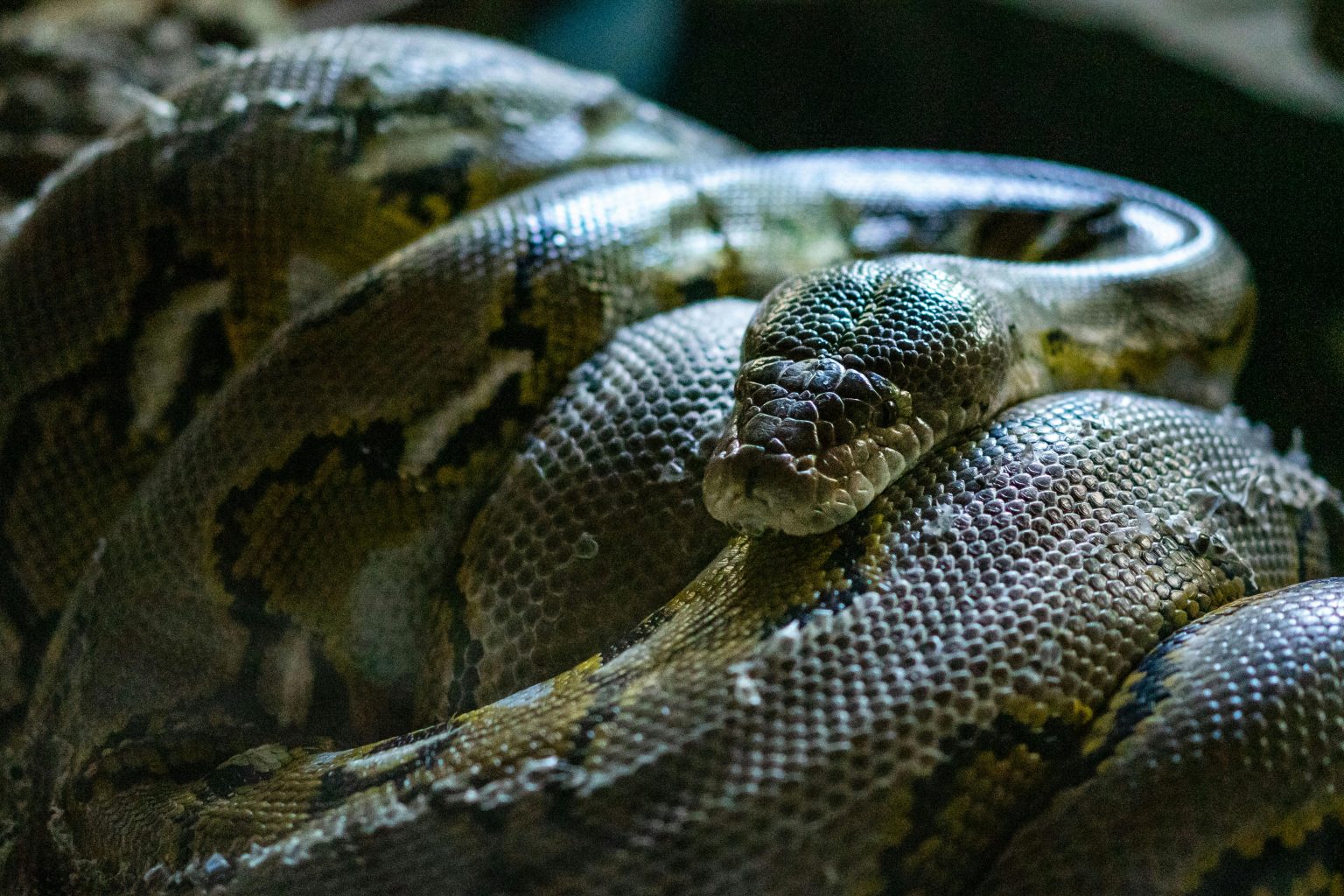 Reticulated Python Care Guide: Everything You Need to Know Before ...