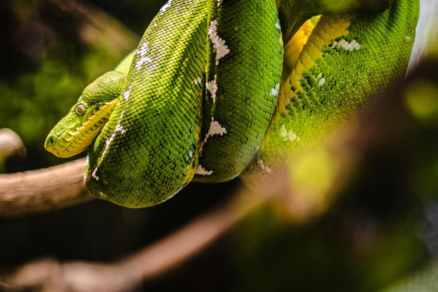 Emerald Tree Boa Care Guide: Housing, Diet, Handling & More - Pet Critique