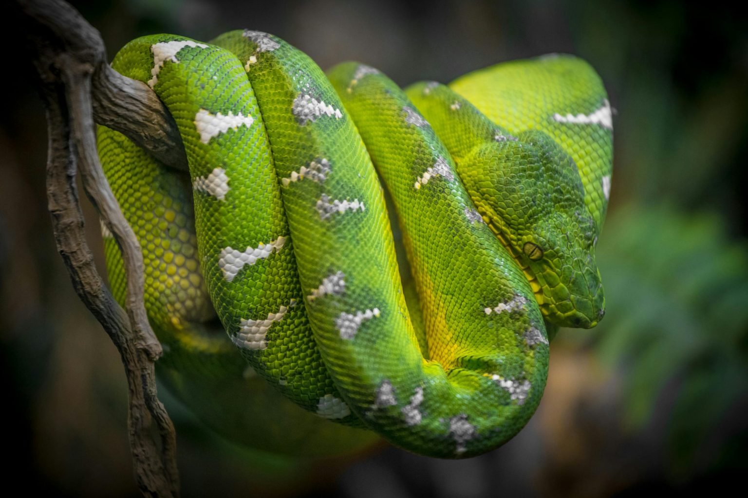 Emerald Tree Boa Care Guide: Housing, Diet, Handling & More - Pet Critique