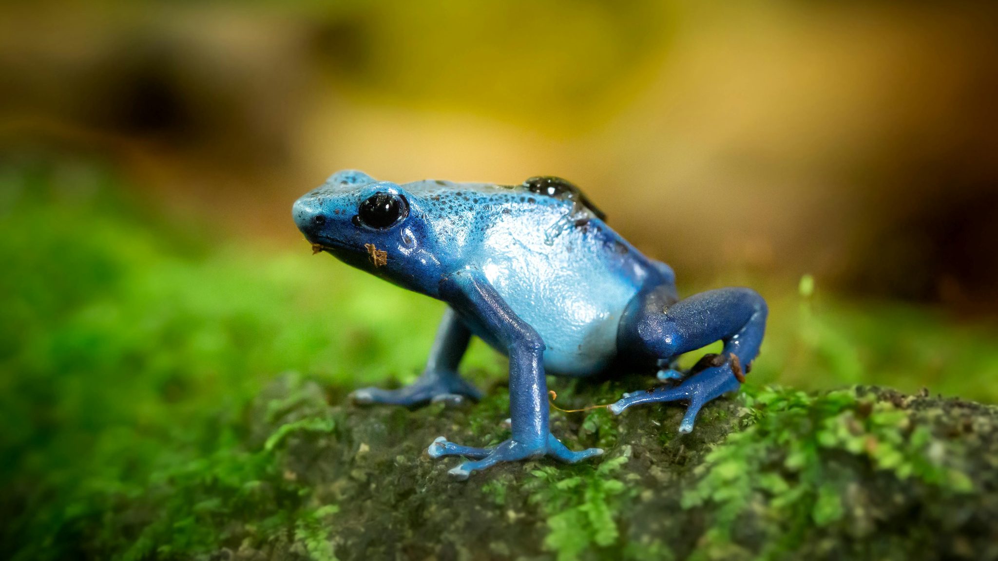 Poison Dart Frog Care Guide: Are These Colorful Amphibians Right for ...