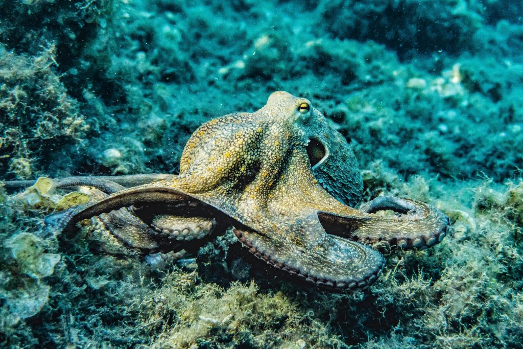 Octopus as a Pet: Ultimate Care Guide, Tank Setup & Costs - Pet Critique