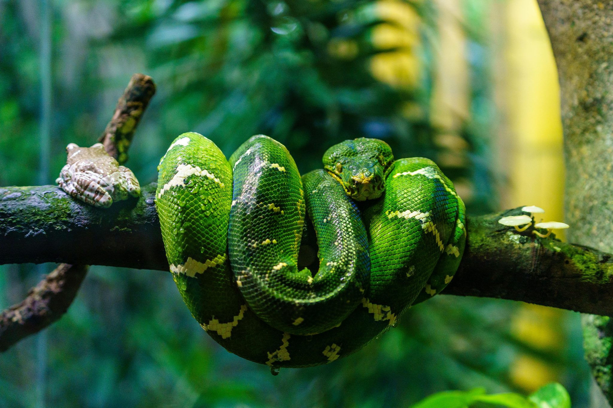 Emerald Tree Boa Care Guide: Housing, Diet, Handling & More - Pet Critique