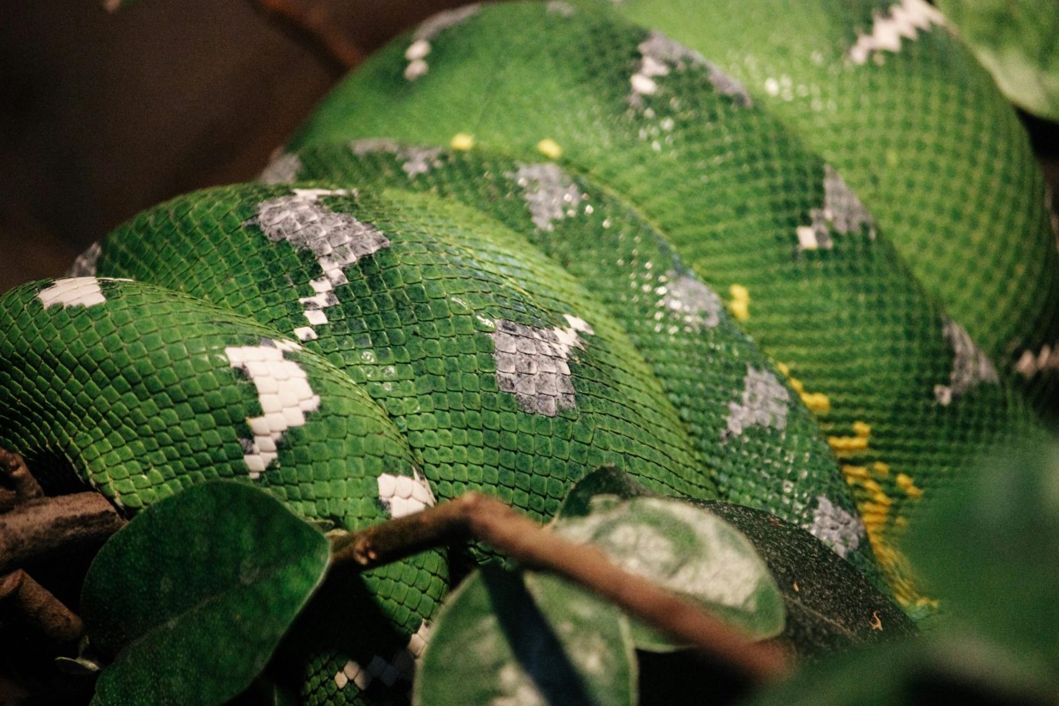 Emerald Tree Boa Care Guide: Housing, Diet, Handling & More - Pet Critique