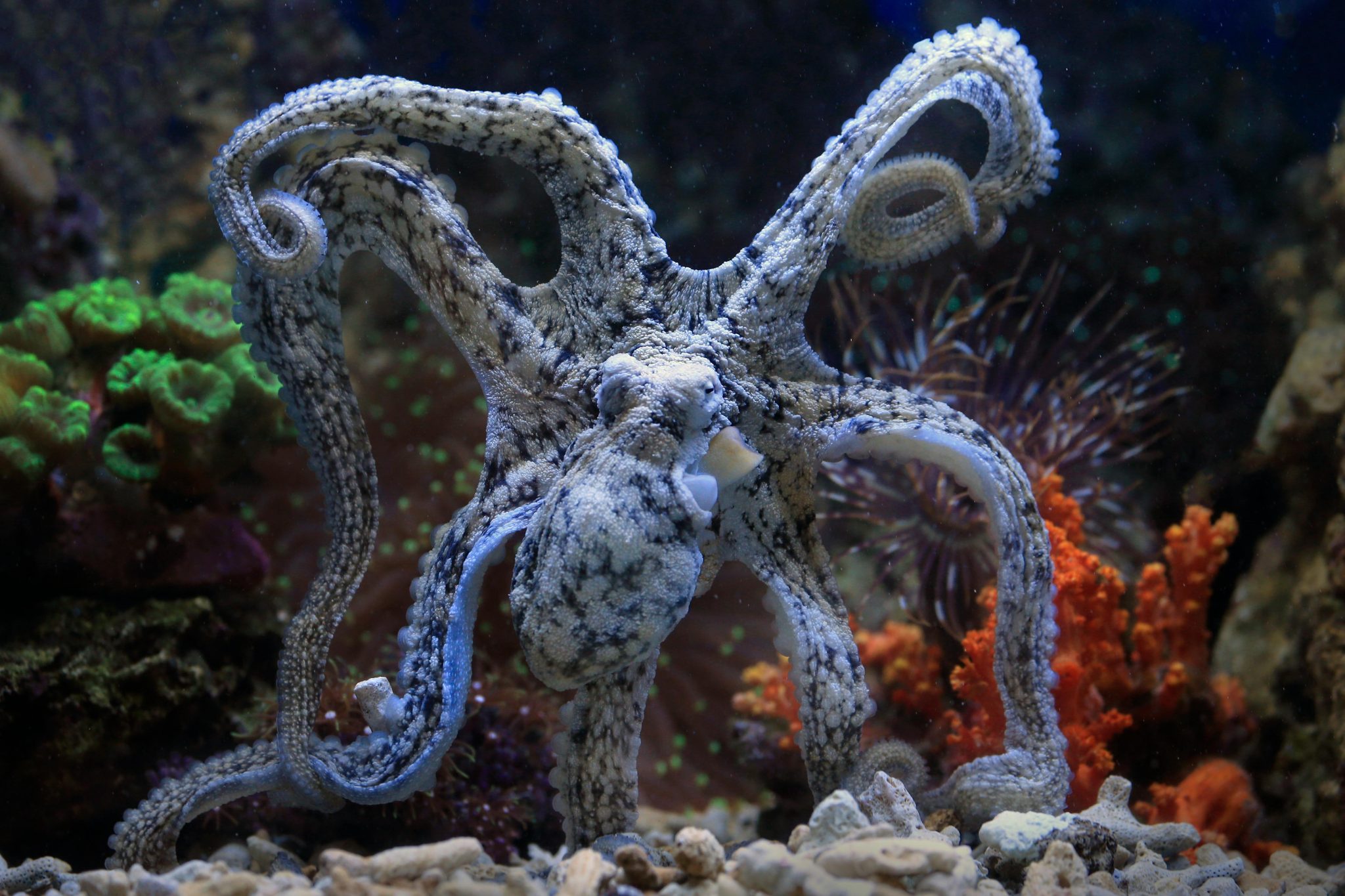 Octopus as a Pet: Ultimate Care Guide, Tank Setup & Costs - Pet Critique