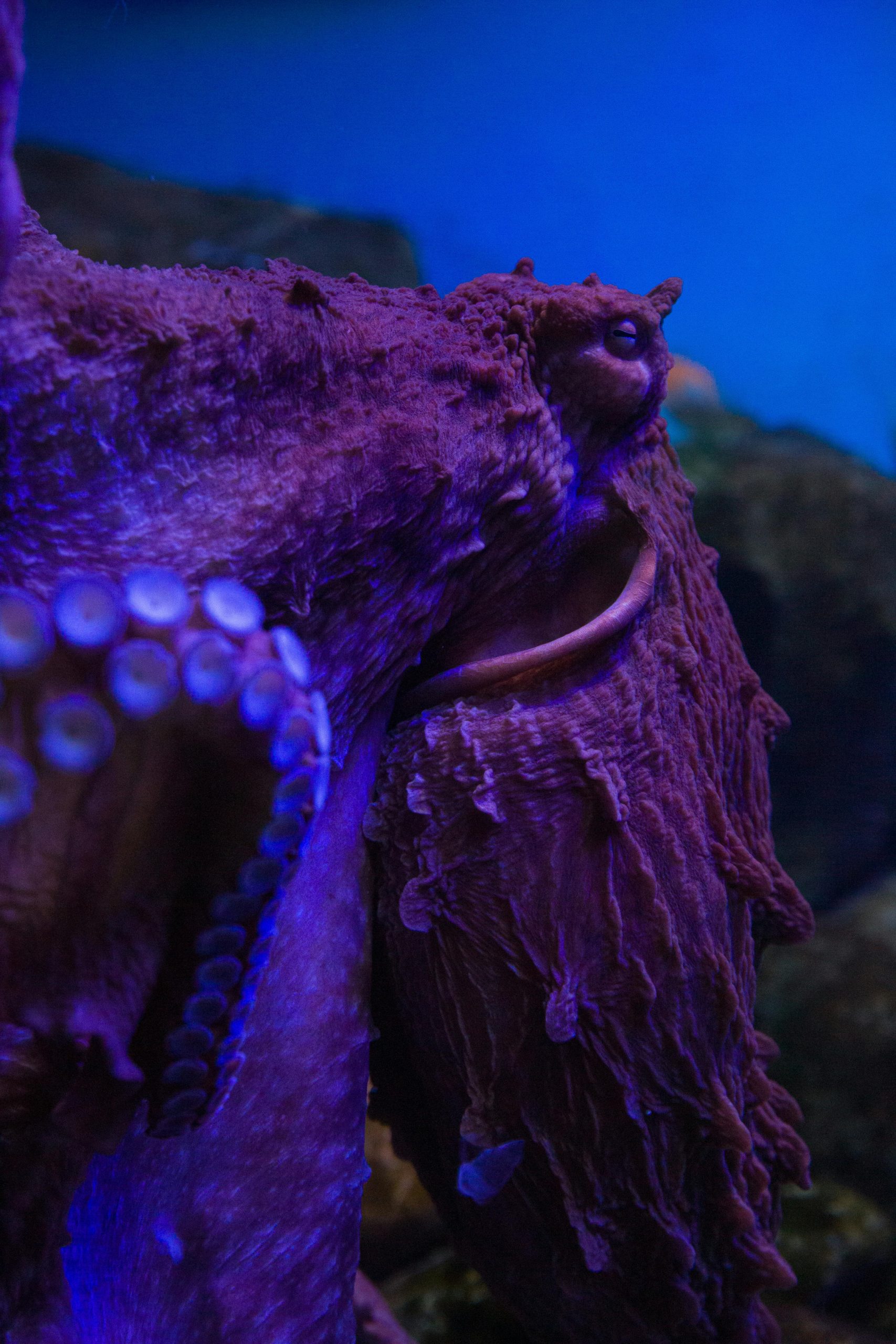 Octopus as a Pet: Ultimate Care Guide, Tank Setup & Costs - Pet Critique