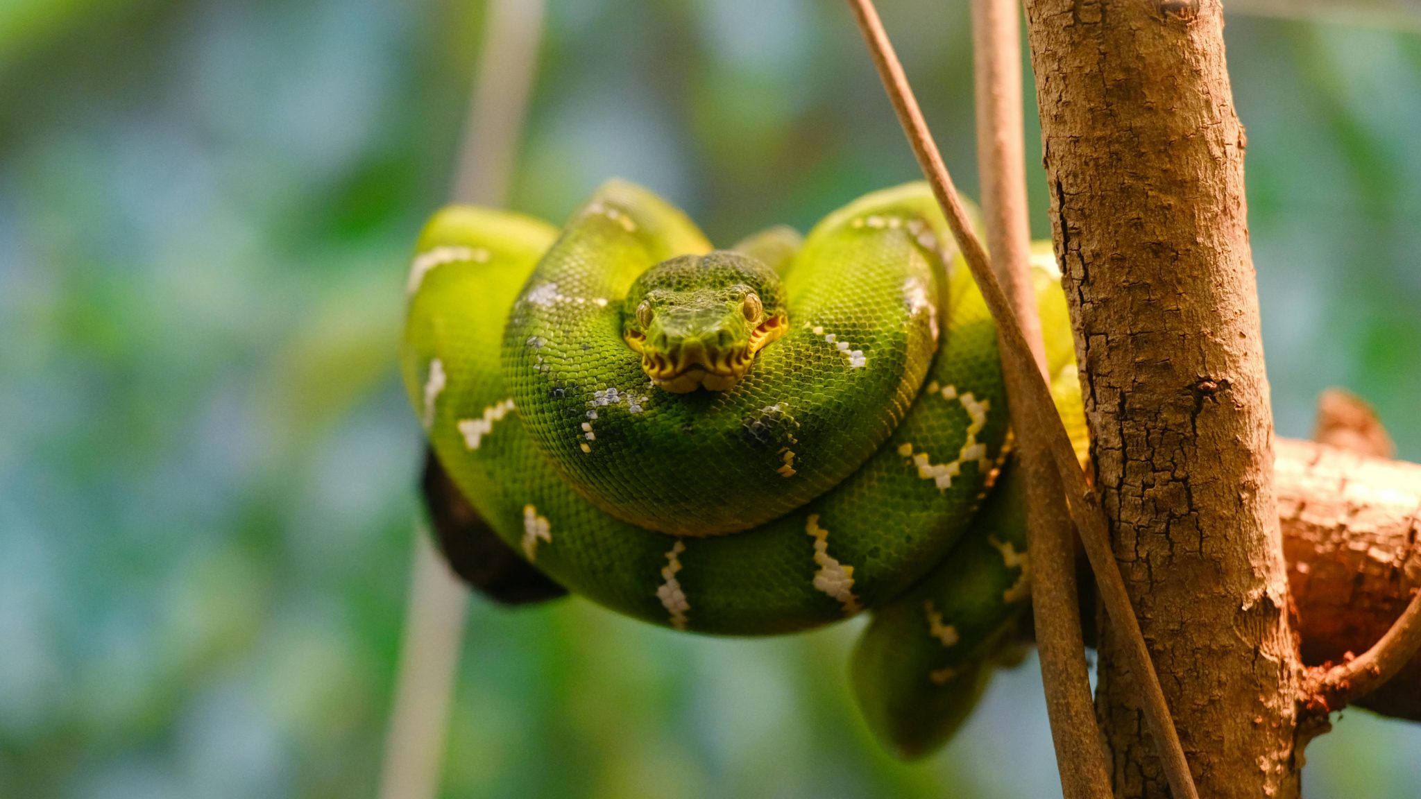 Emerald Tree Boa Care Guide: Housing, Diet, Handling & More - Pet Critique