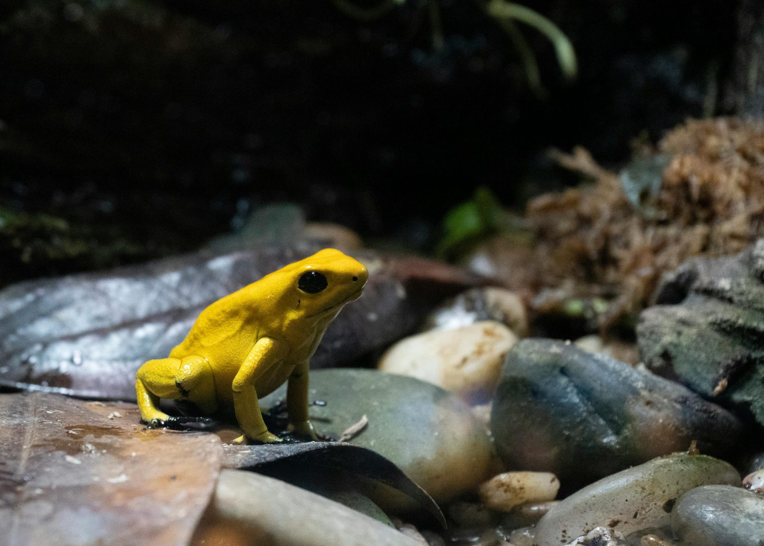 Poison Dart Frog Care Guide: Are These Colorful Amphibians Right for ...