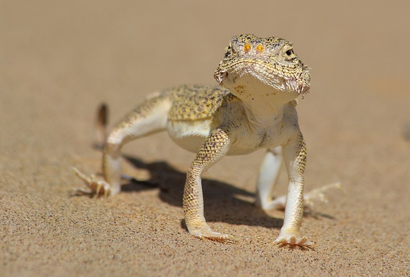 Toad-Headed Agama Care Guide: The Ultimate Pet Lizard for Experienced ...