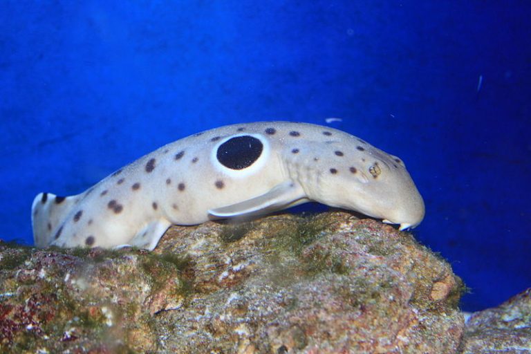 Epaulette Shark Care Guide: Can You Keep a Walking Shark as a Pet ...