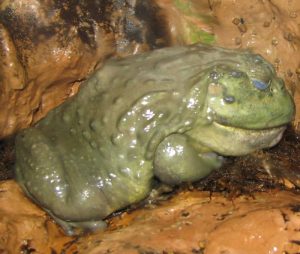 Giant African Bullfrog (Pixie Frog) Care: Everything About Keeping ...