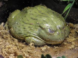 Giant African Bullfrog (Pixie Frog) Care: Everything About Keeping ...