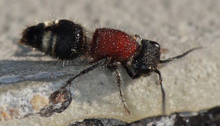 Velvet Ant Care Guide: Are These ‘Cow Killer’ Wasps the Right Pet for ...